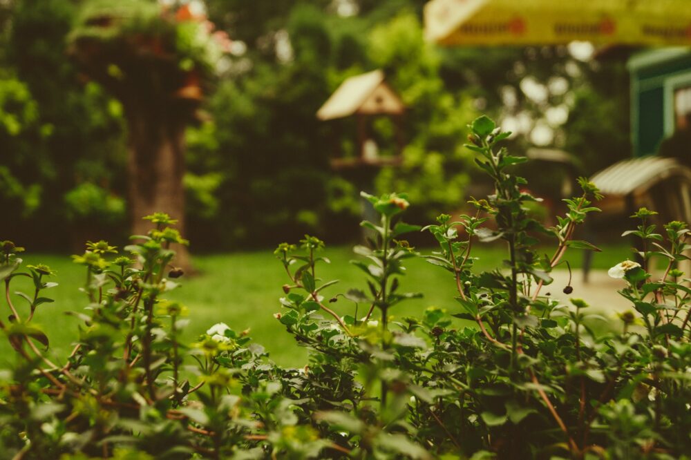 6 Tips and Tricks for Growing Native plants in Your Garden - Verge Campus