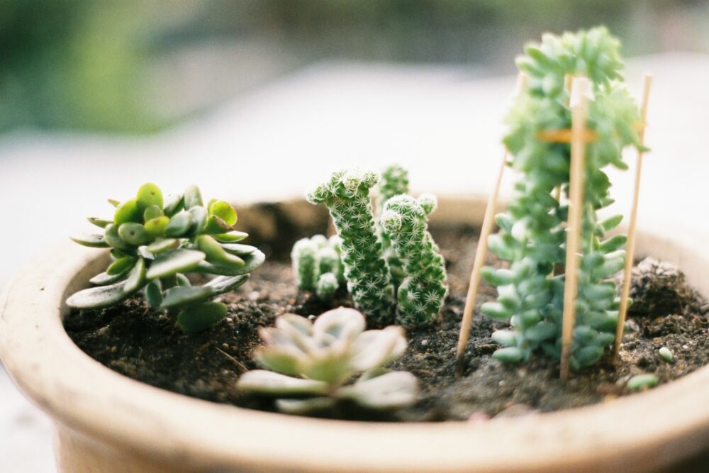Common Problems with Succulents and How to Fix Them - Verge Campus