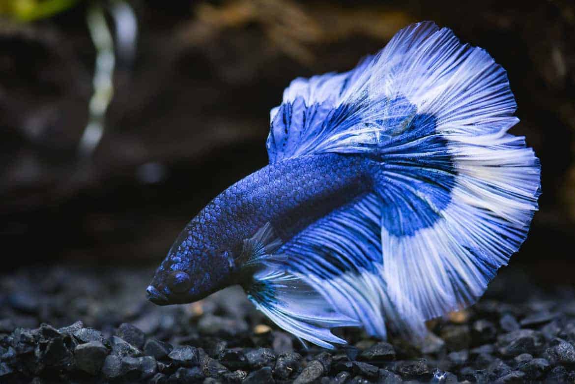 How To Take Care Of A Betta Fish - 2023 Beginners Guide - Verge Campus