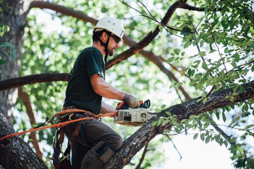 6 Common DIY Tree Removal And Cutting Mistakes And How To Avoid Them ...