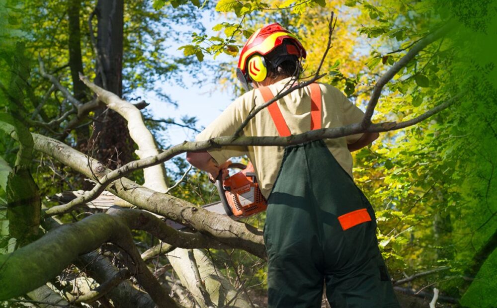 6 Common DIY Tree Removal And Cutting Mistakes And How To Avoid Them ...