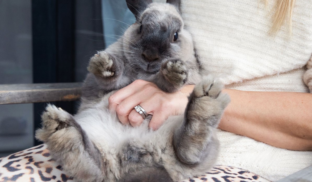 6 Tips For Keeping Your Rabbit Indoors - Verge Campus