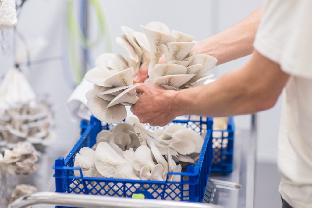 Mushroom Farming Business Plan 8 Important Tips To Remember Verge