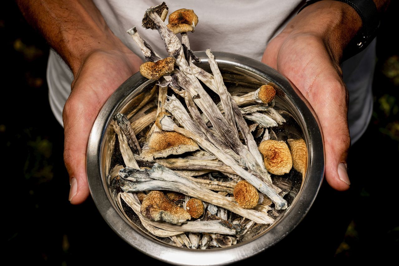 Tips on How and Where to Buy the Best Shrooms in Ottawa - Verge Campus