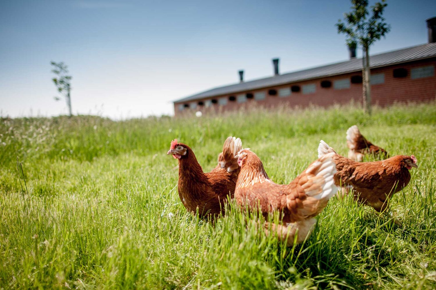 What You Need to Know Before Buying an Animal Farm - Verge Campus