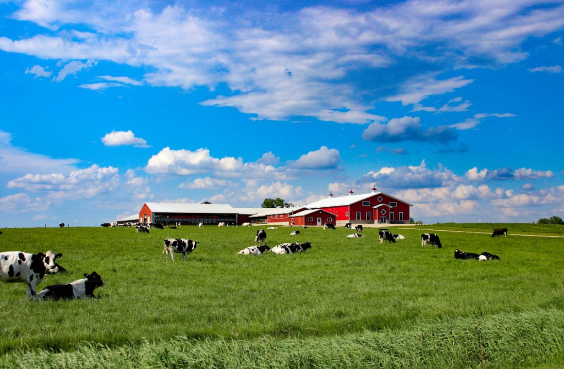 5 Tips for Building and Maintaining a Cattle Farm ─ From Choosing the ...