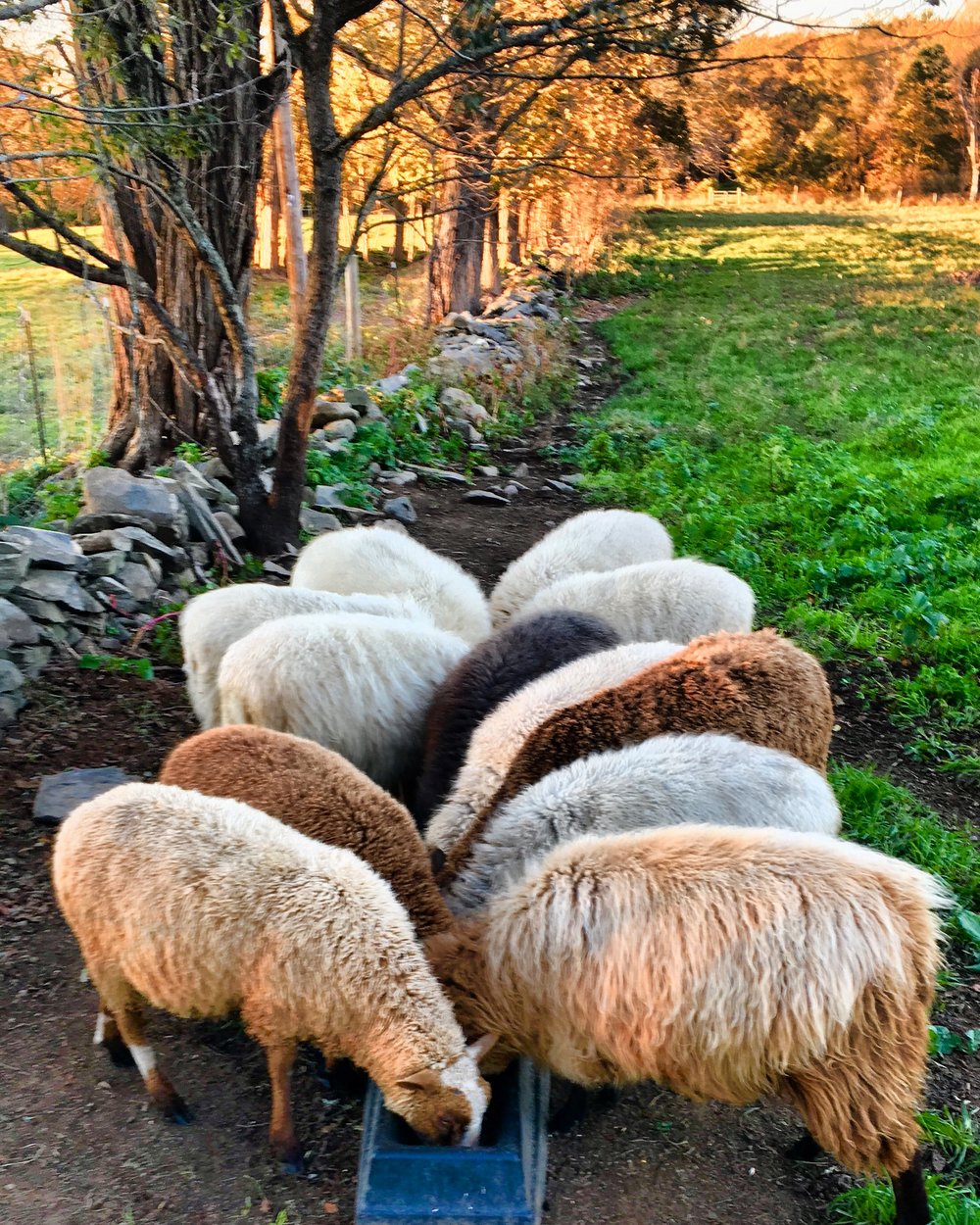 Why a Visit to a llama and Alpaca Farm is the Perfect Outing Place for ...